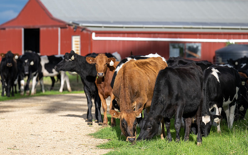 Livestock & Agriculture Mats | Equine Mats | Stable Mats | Farms | Shop ...